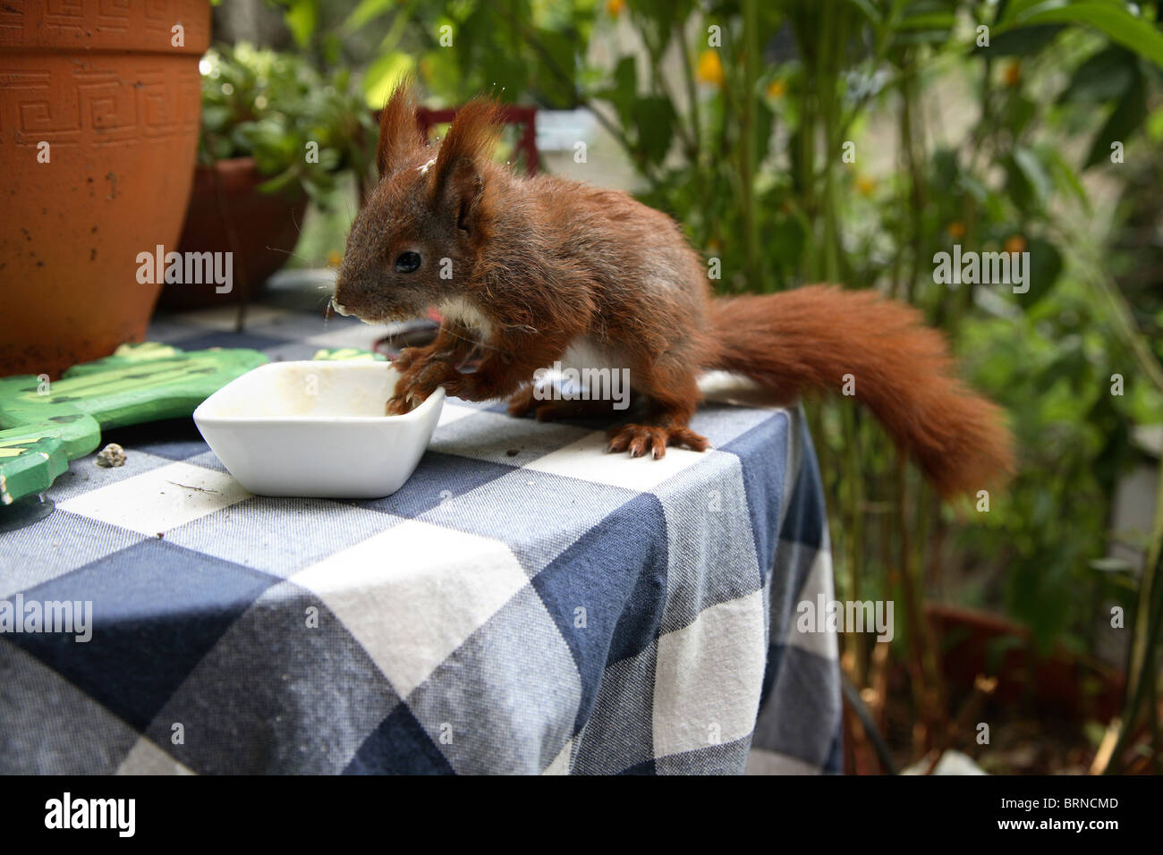 Little squirrel eating from hi-res stock photography and images - Alamy