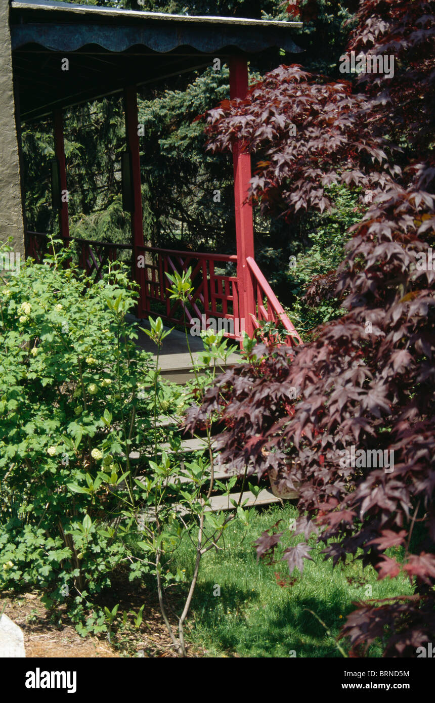 Small acer and green shrub on either side of wooden steps to veranda of ...