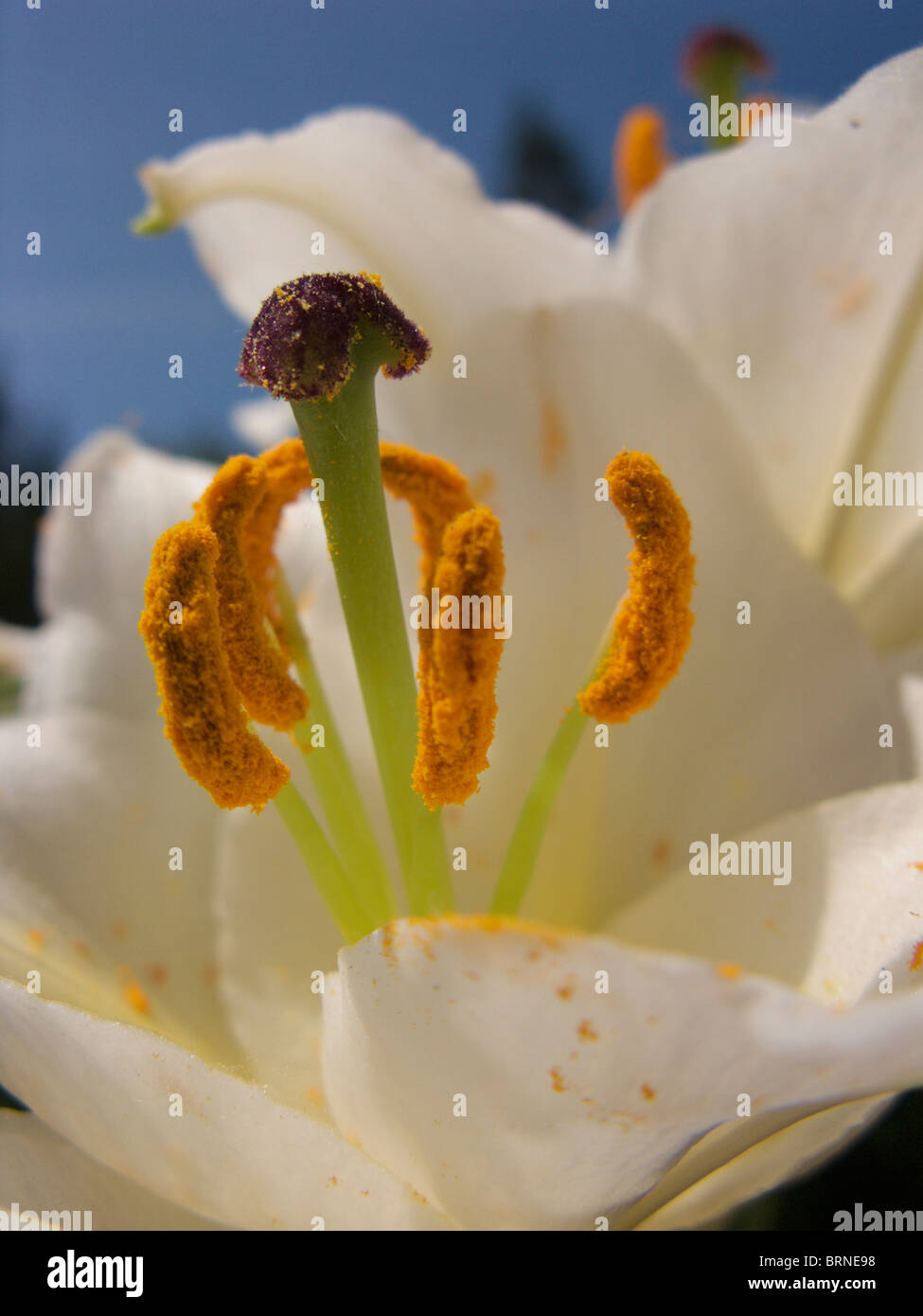 close up detail single flower in a garden Stock Photo - Alamy