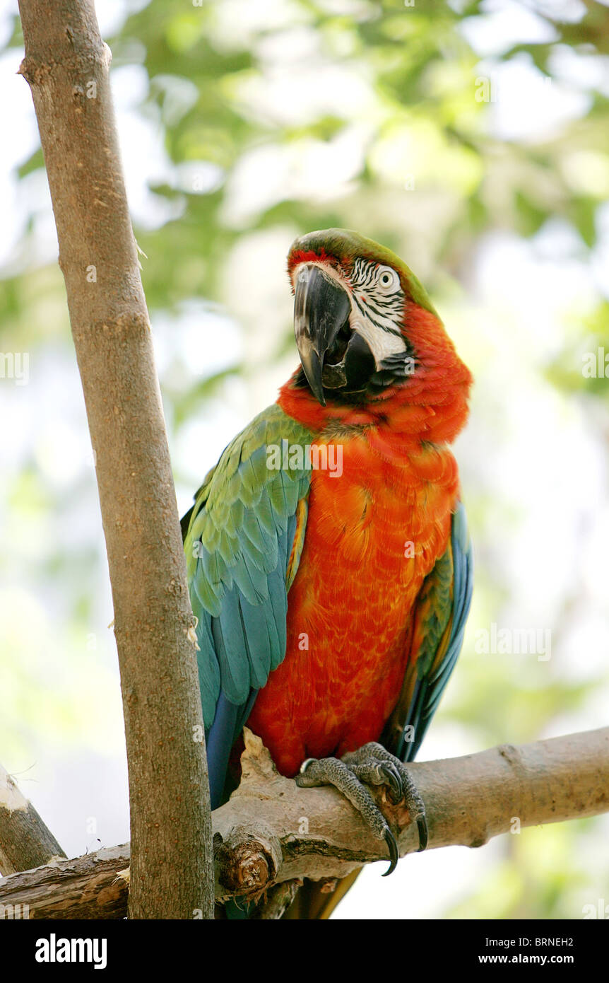 colorful macaw sitting in a tree Stock Photo - Alamy