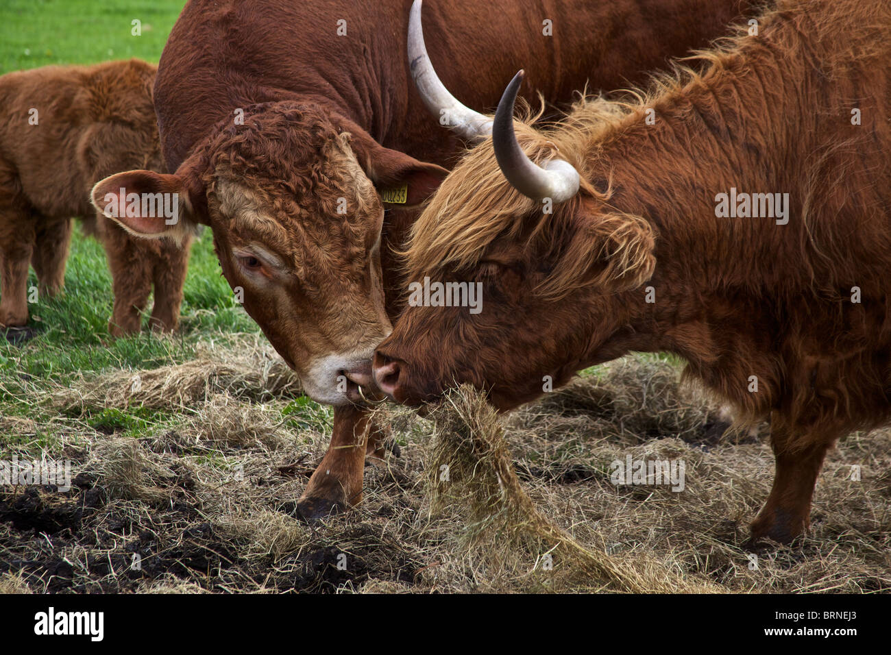 Bull and cow farm animals hi-res stock photography and images - Alamy