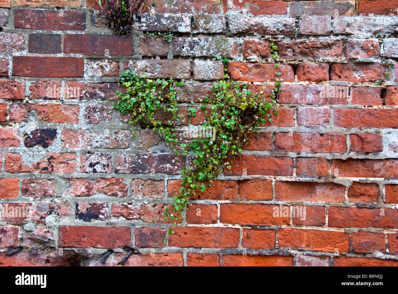 Weeds growing in an old wall hi-res stock photography and images - Alamy