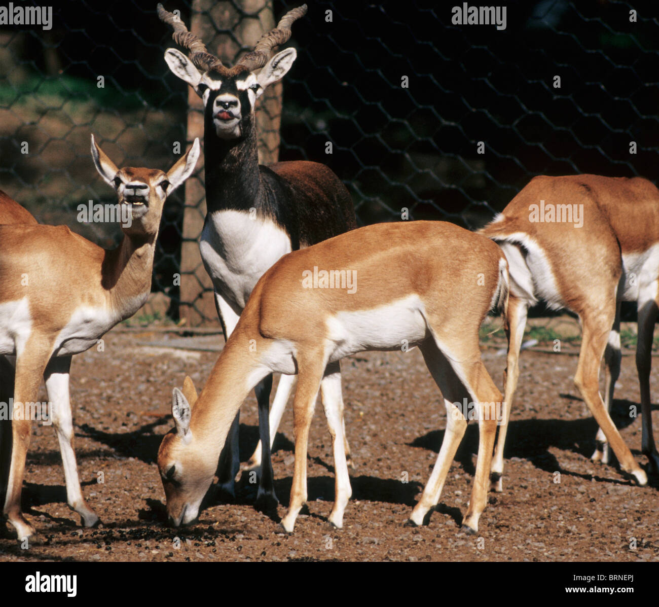 Antilope hi-res stock photography and images - Alamy