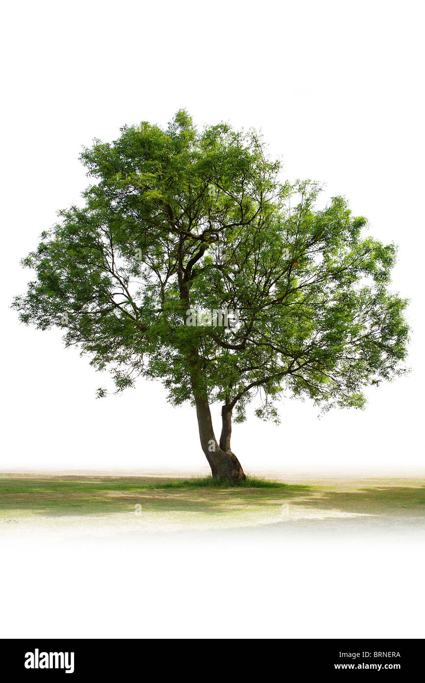 single green tree all alone on white background ready for a cut out ...