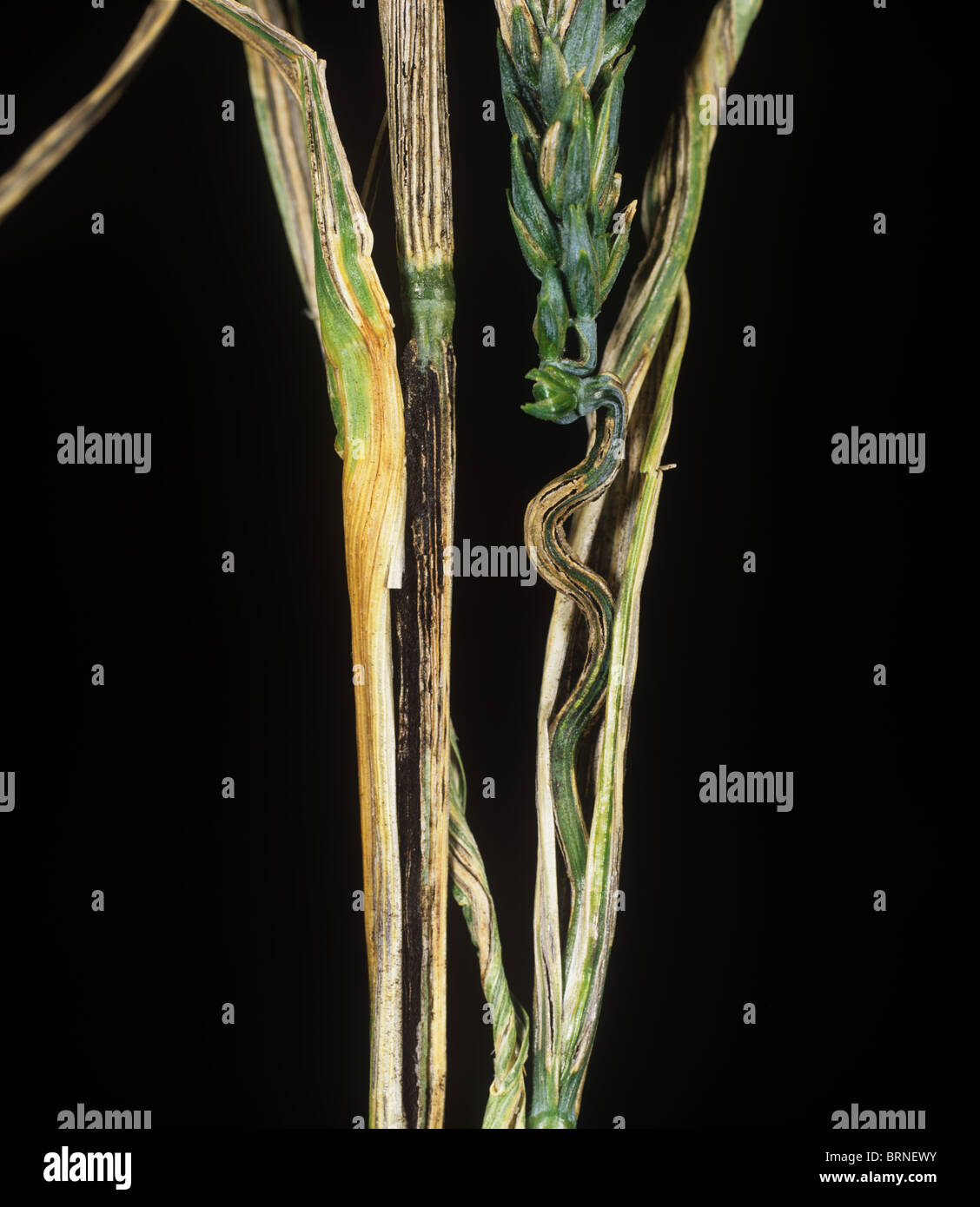 Wheat flag leaf hi-res stock photography and images - Alamy