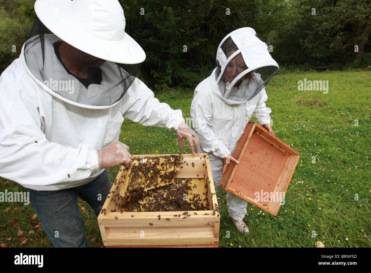 Couple learning the art of beekeeping Stock Photo - Alamy