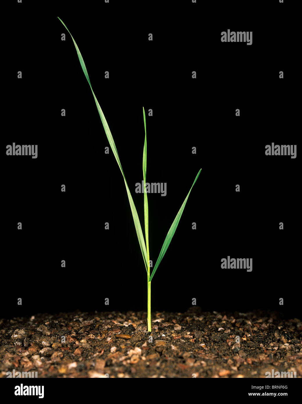 Wheat seedling with three leaves at stage 13 Stock Photo - Alamy