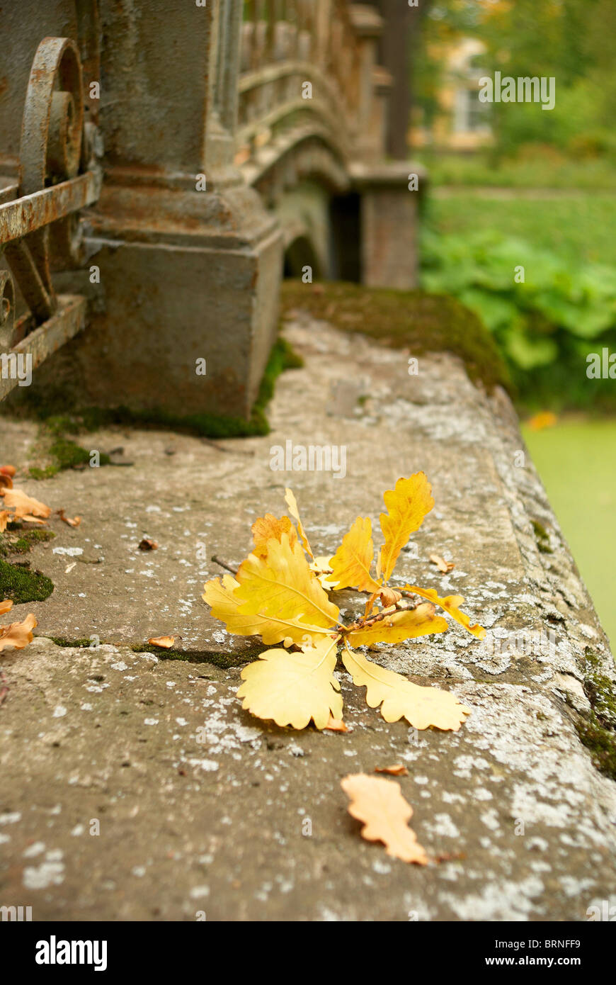 autumn leaves on stone Stock Photo - Alamy