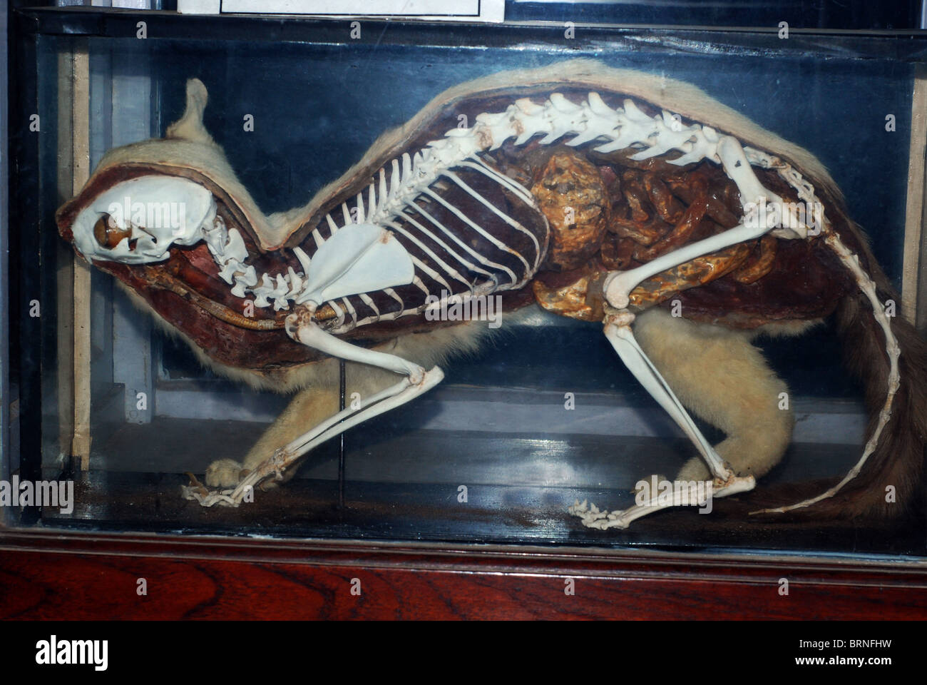 skeleton of a cat Stock Photo - Alamy
