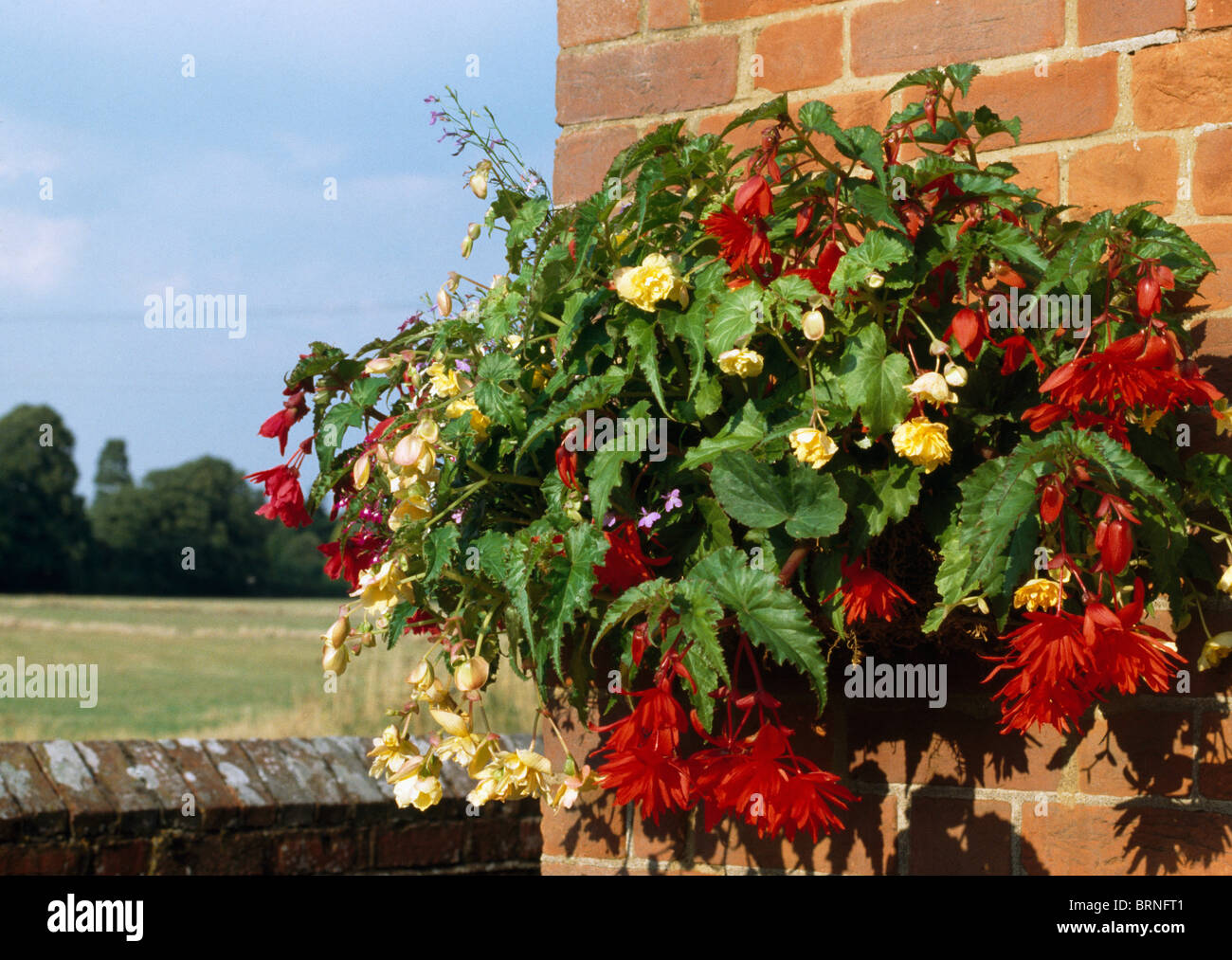 Hanging baskets in the gardens hi-res stock photography and images - Alamy
