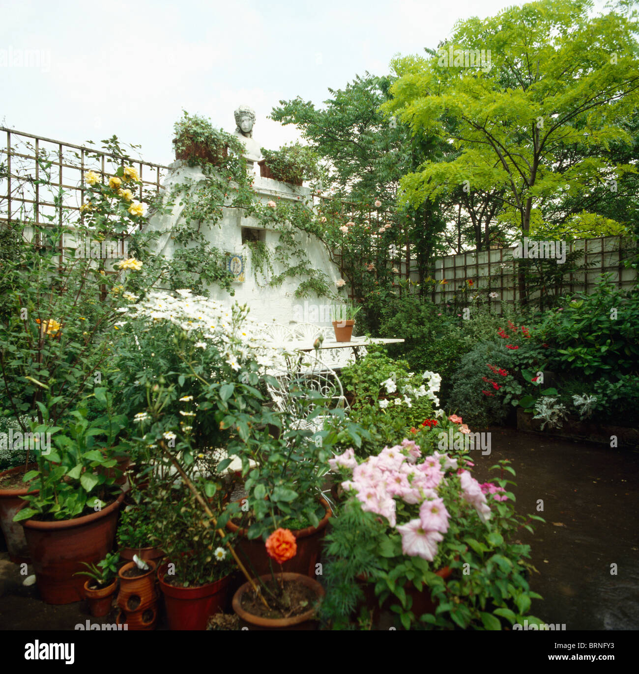 Small pseudo-acacia tree in secluded roof garden with summer flowering ...