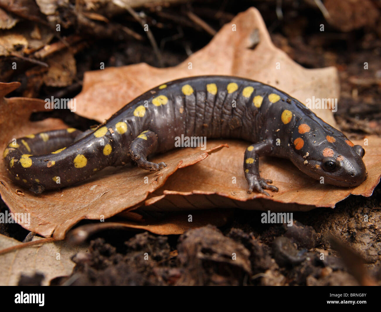 Spotted Salamander (Ambystoma maculatum Stock Photo - Alamy