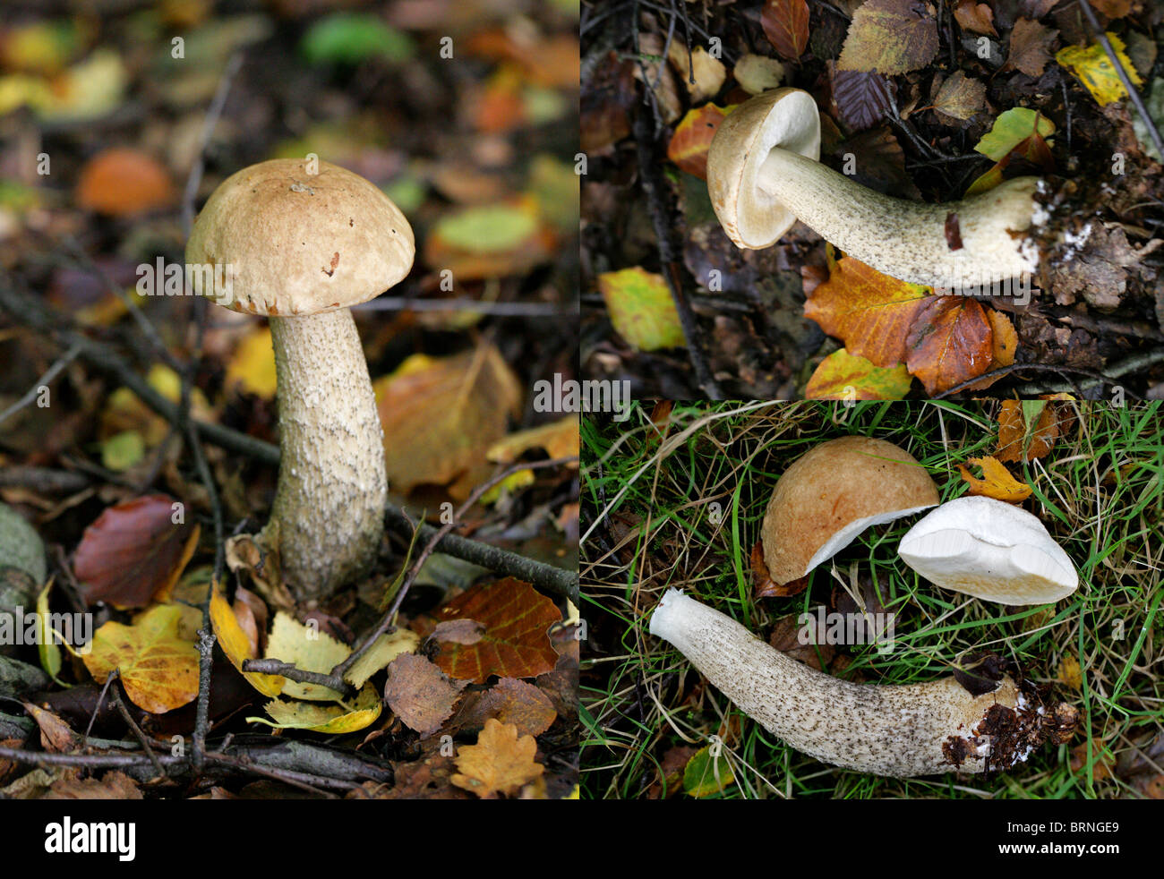 Mottled bolete fungus hi-res stock photography and images - Alamy