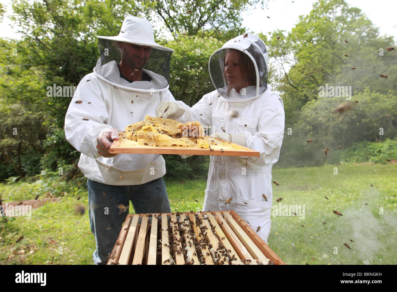 Couple learning the art of beekeeping Stock Photo - Alamy