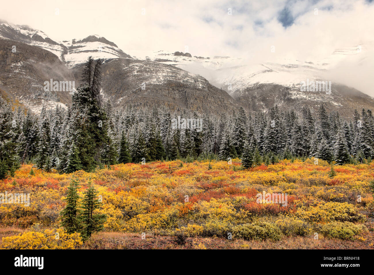 First Snow in Fall, Banff National Park, Alta, Canada Stock Photo - Alamy