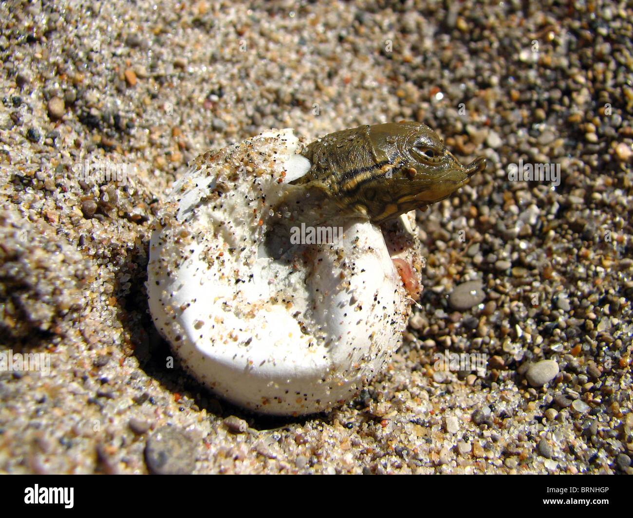 Hatching Spiny Softshell Turtle (Apalone spinifera Stock Photo - Alamy