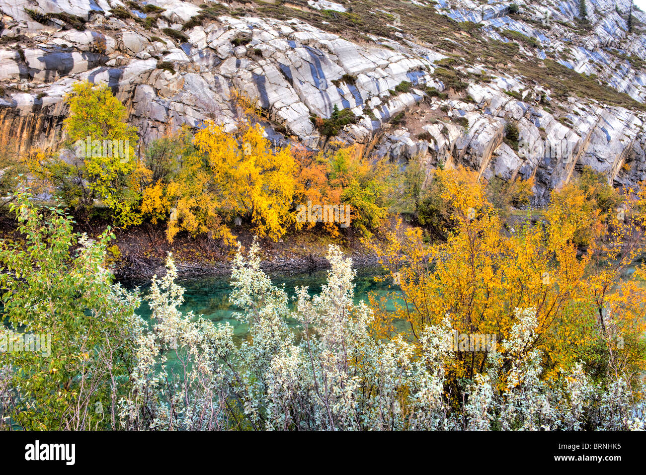 Bushes around Mountain Lake, Miette Range, Jasper National Park, Alta ...
