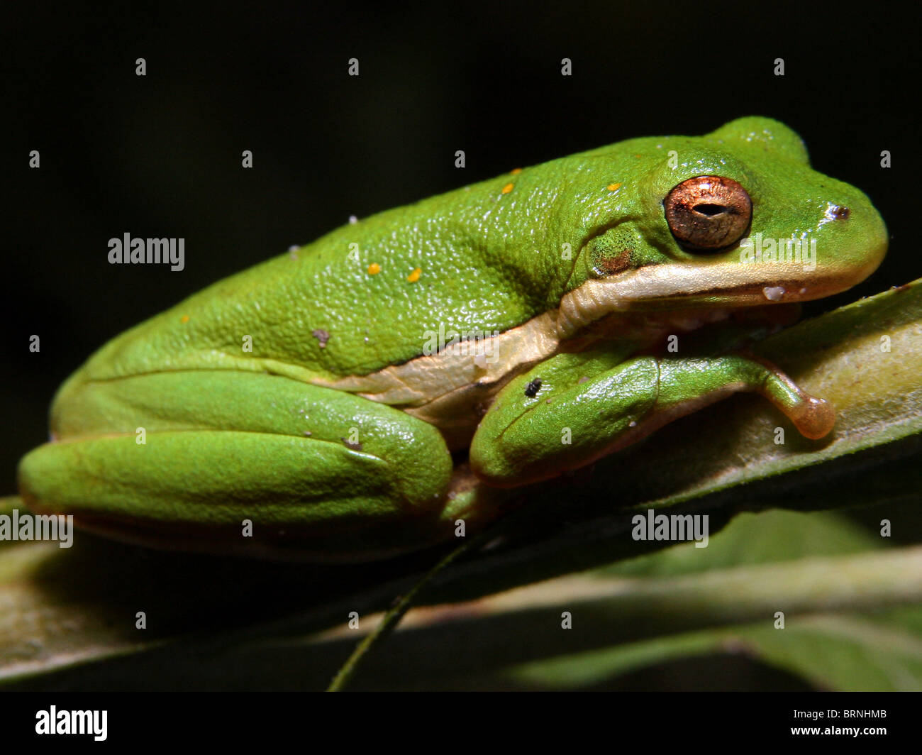 Green Treefrog (Hyla cinerea Stock Photo - Alamy