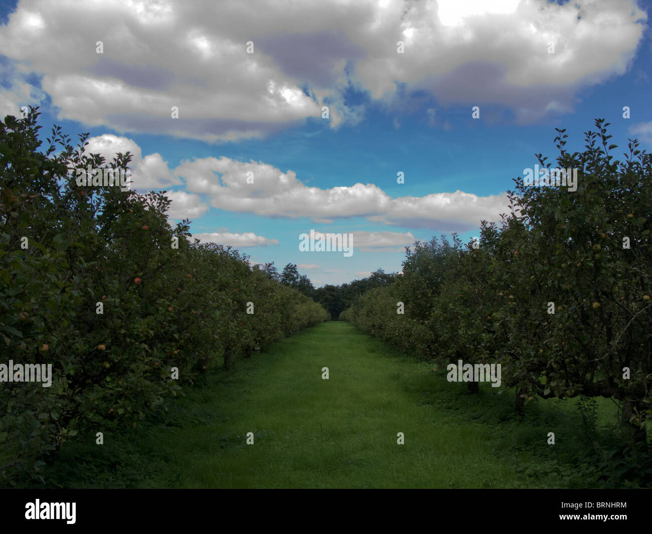 landscape image of a apple orchard that produces cider Stock Photo - Alamy