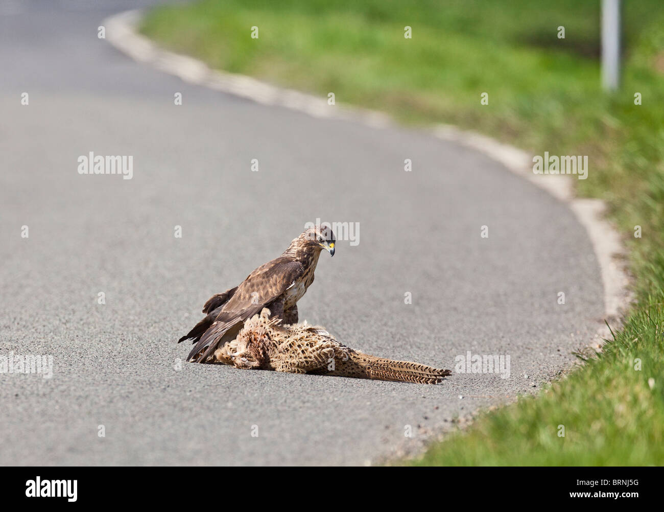 Buzzard (Buteo buteo ) on road kill Stock Photo - Alamy