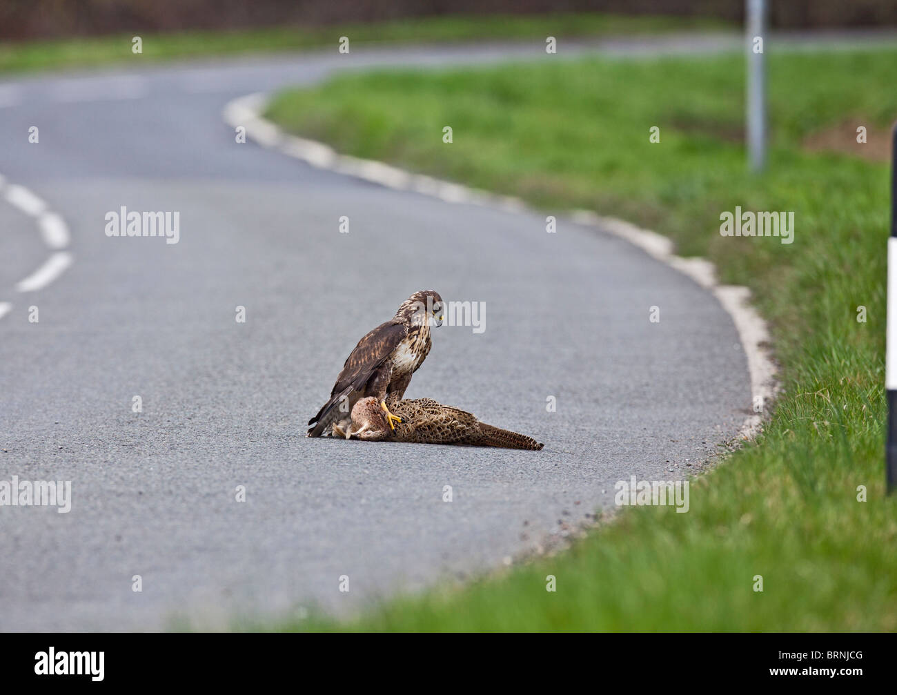Buzzard (Buteo buteo ) on road kill Stock Photo - Alamy