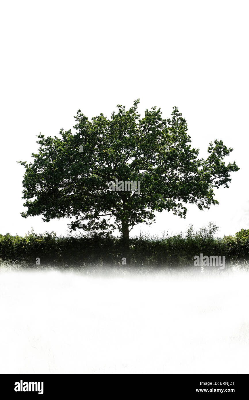 single green tree all alone on white background ready for a cut out ...