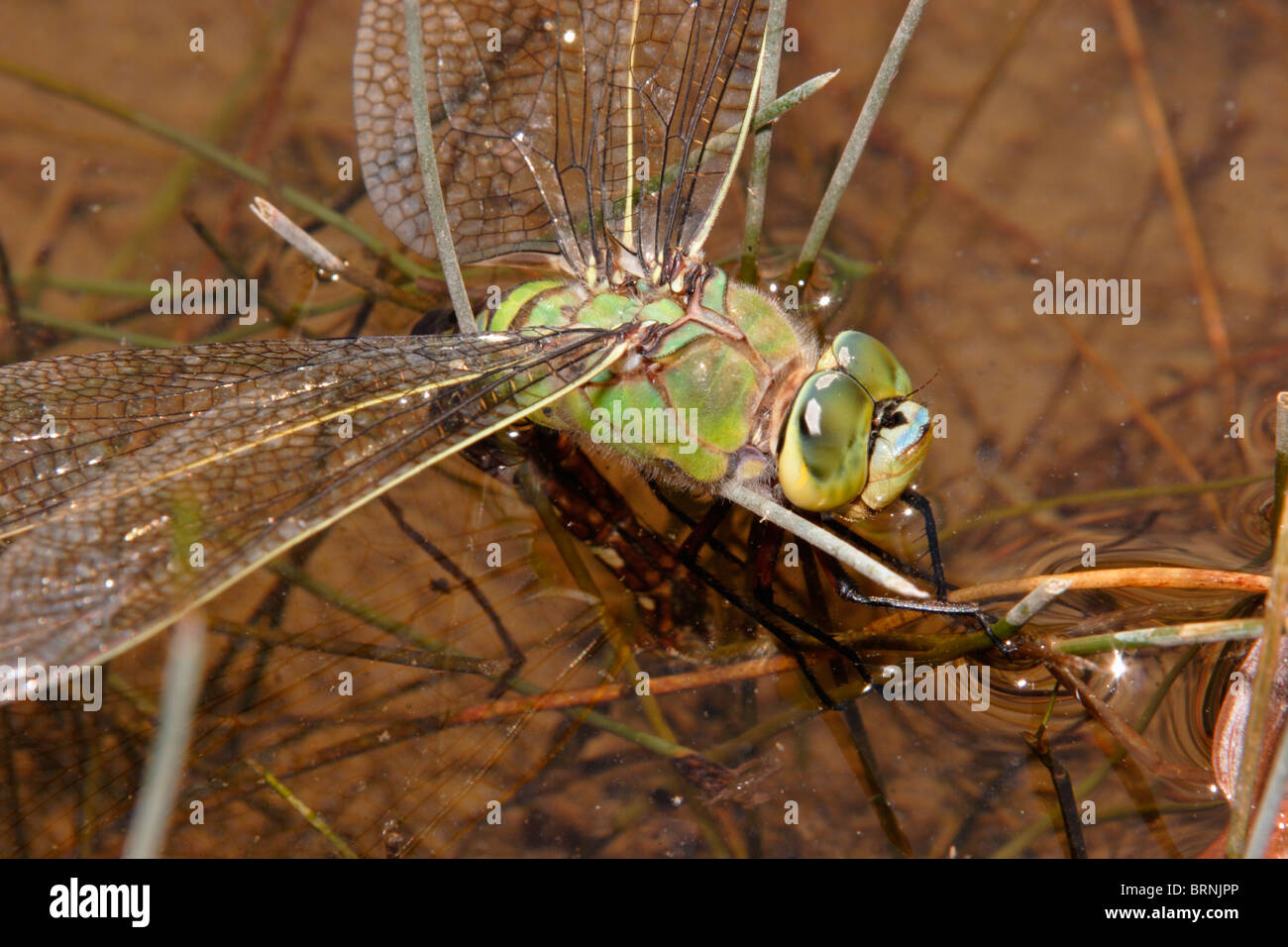 Dragonfly eggs uk hi-res stock photography and images - Alamy