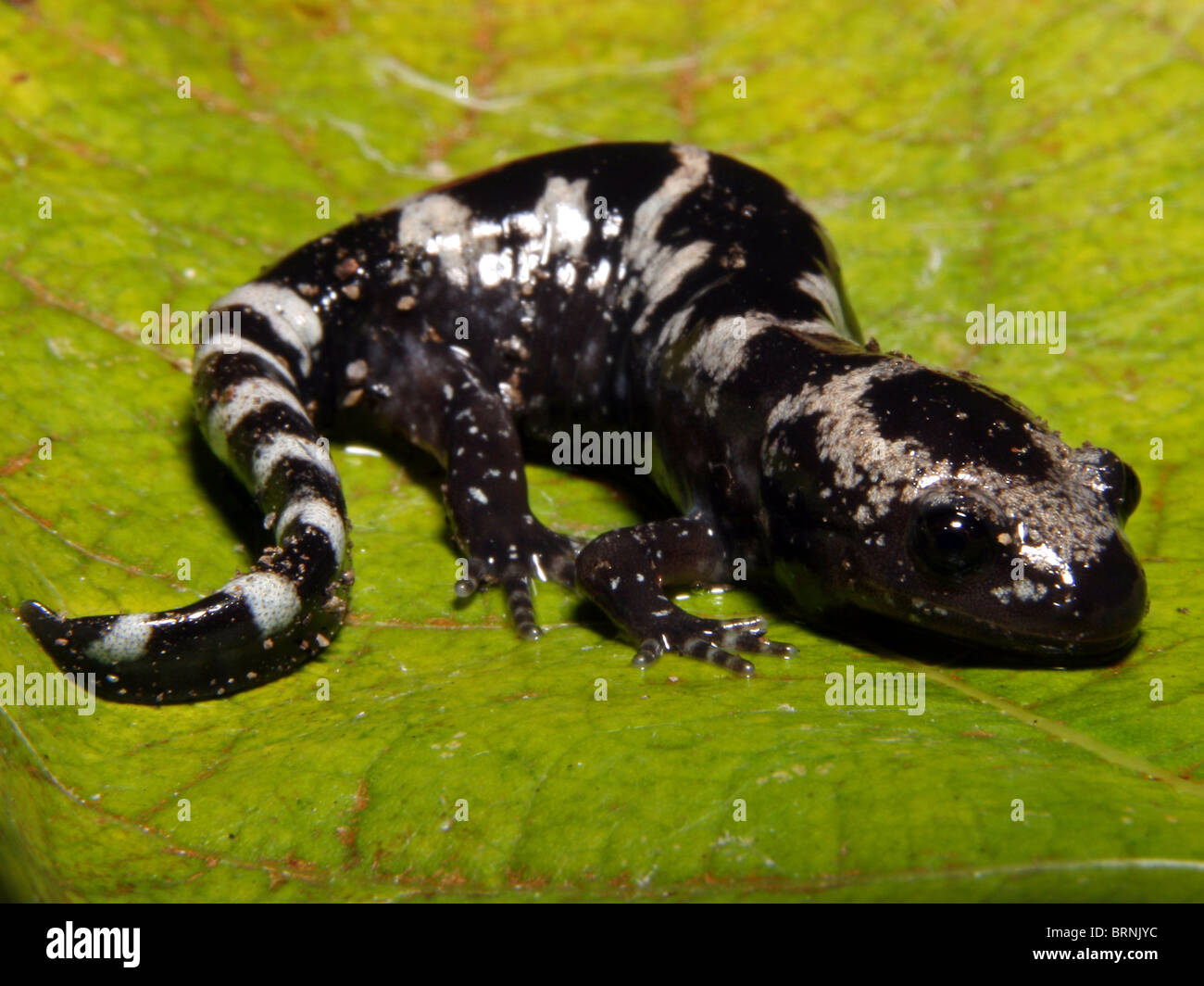 Marbled Salamander (Ambystoma opacum) isolated on a green leaf in ...