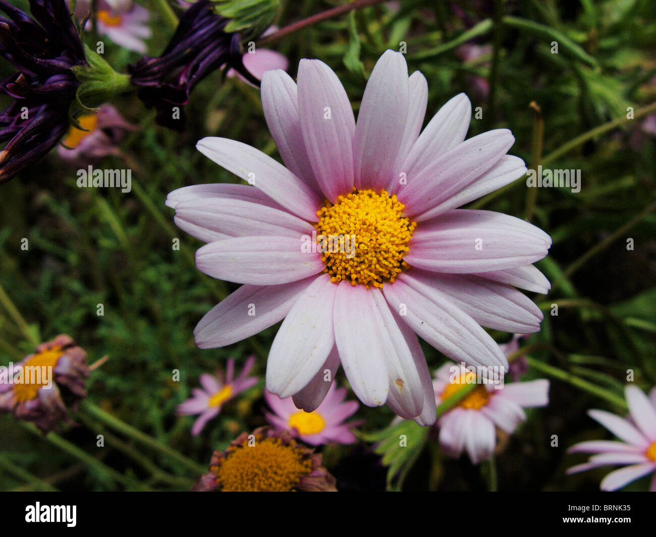 close up detail single flower in a garden Stock Photo - Alamy