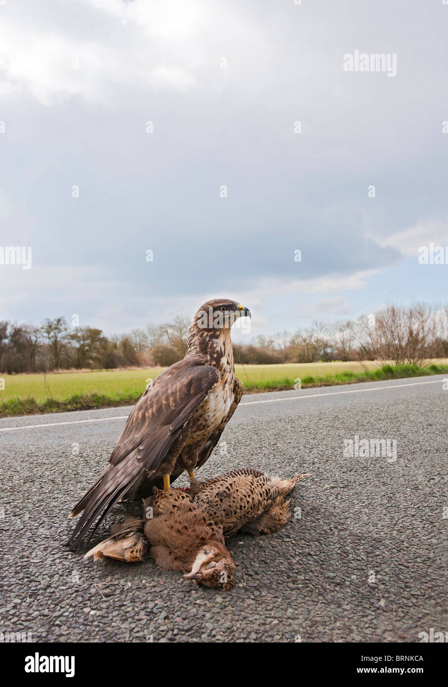Road kill hi-res stock photography and images - Alamy