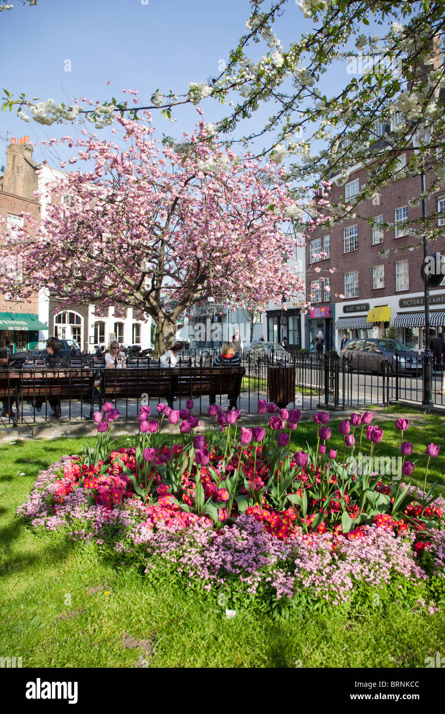 Isabella rose hi-res stock photography and images - Alamy