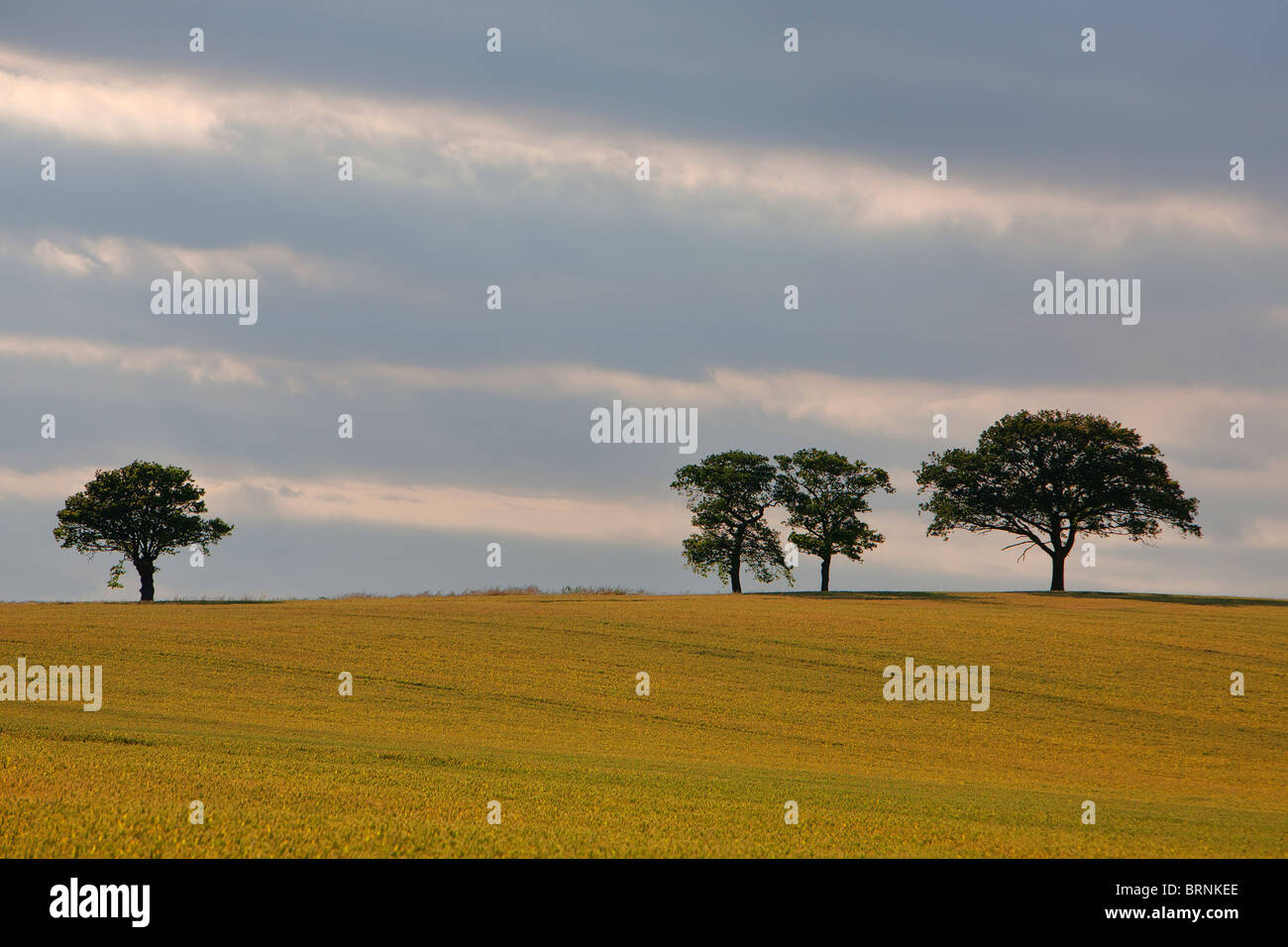 tree in bright yellow corn field with a blue ske Stock Photo - Alamy