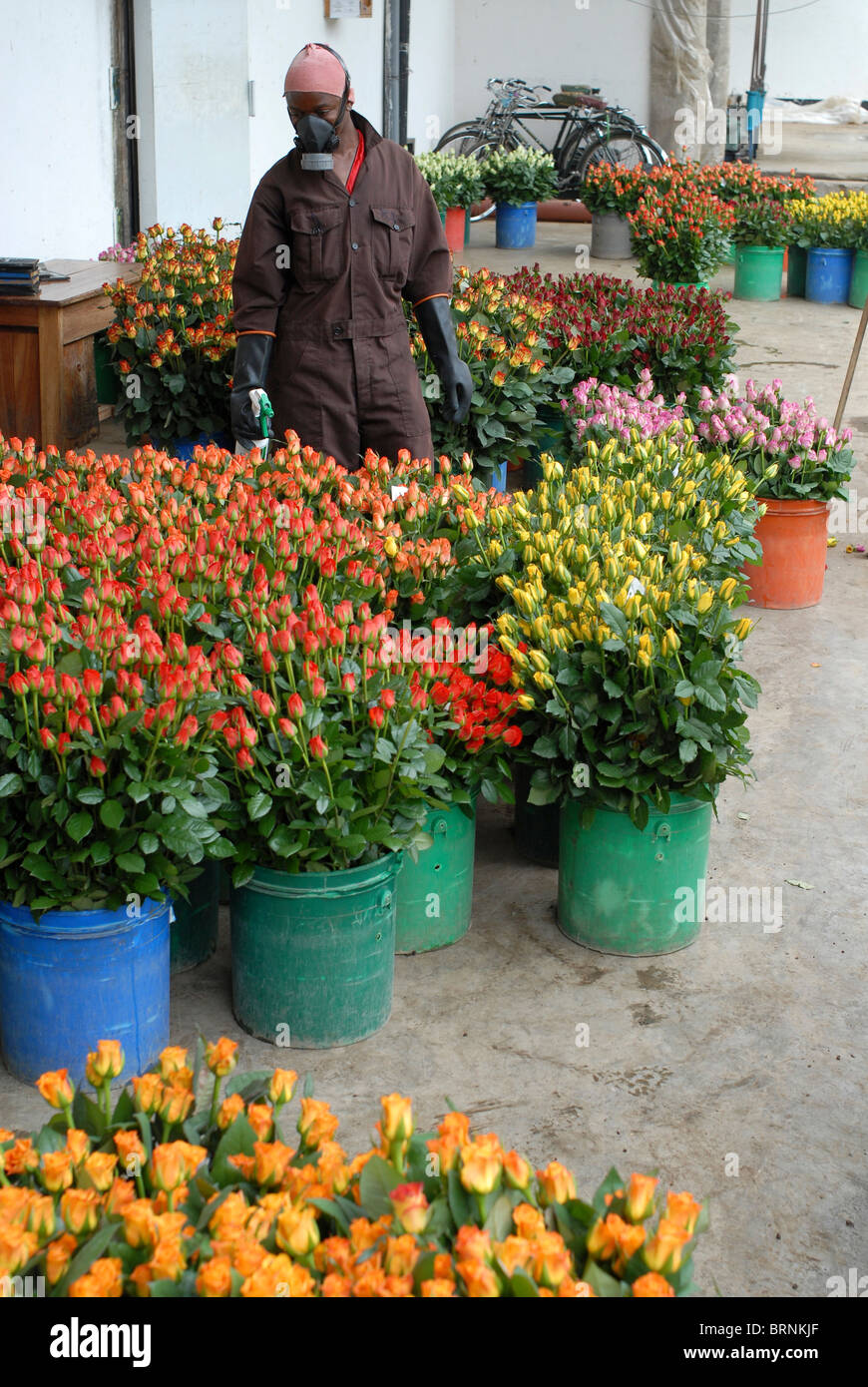 Tanzania, rose cut flower cultivation in green house at fair trade ...