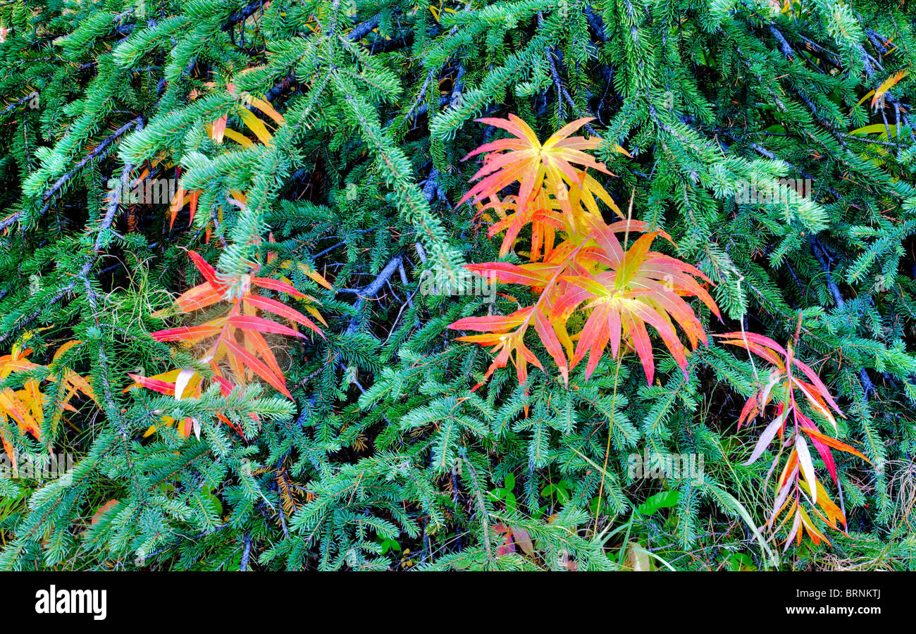 Salix Plants in Conifer, Bow Valley, Banff National Park, Alta, Canada ...