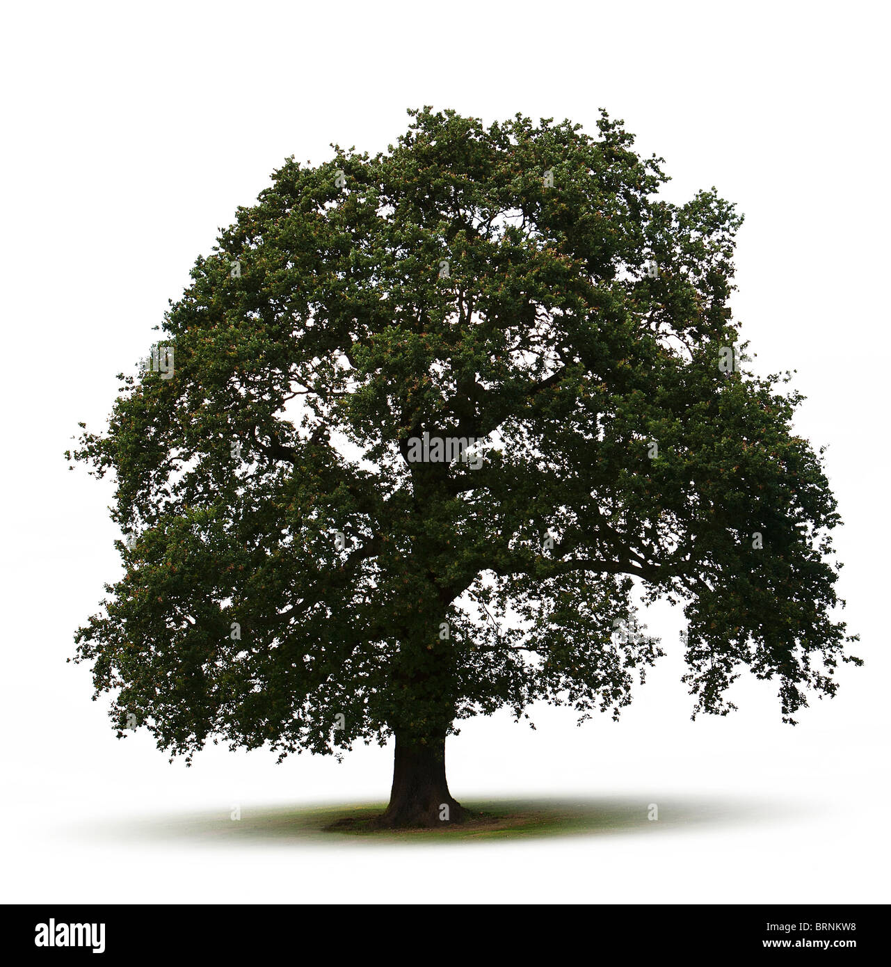 single green tree on white background for cut out Stock Photo - Alamy