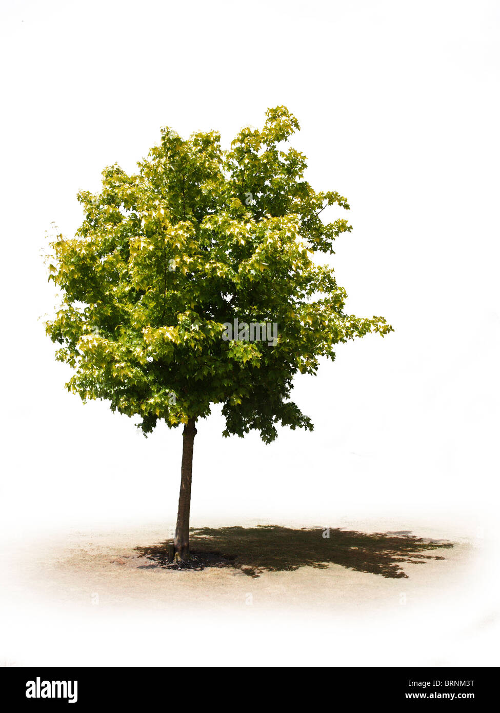 single tree on white background for easy cut out Stock Photo - Alamy