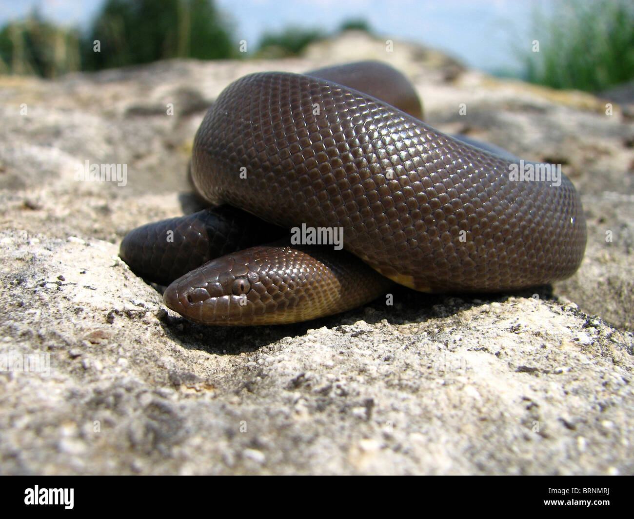 Rubber Boa Snake Skeleton
