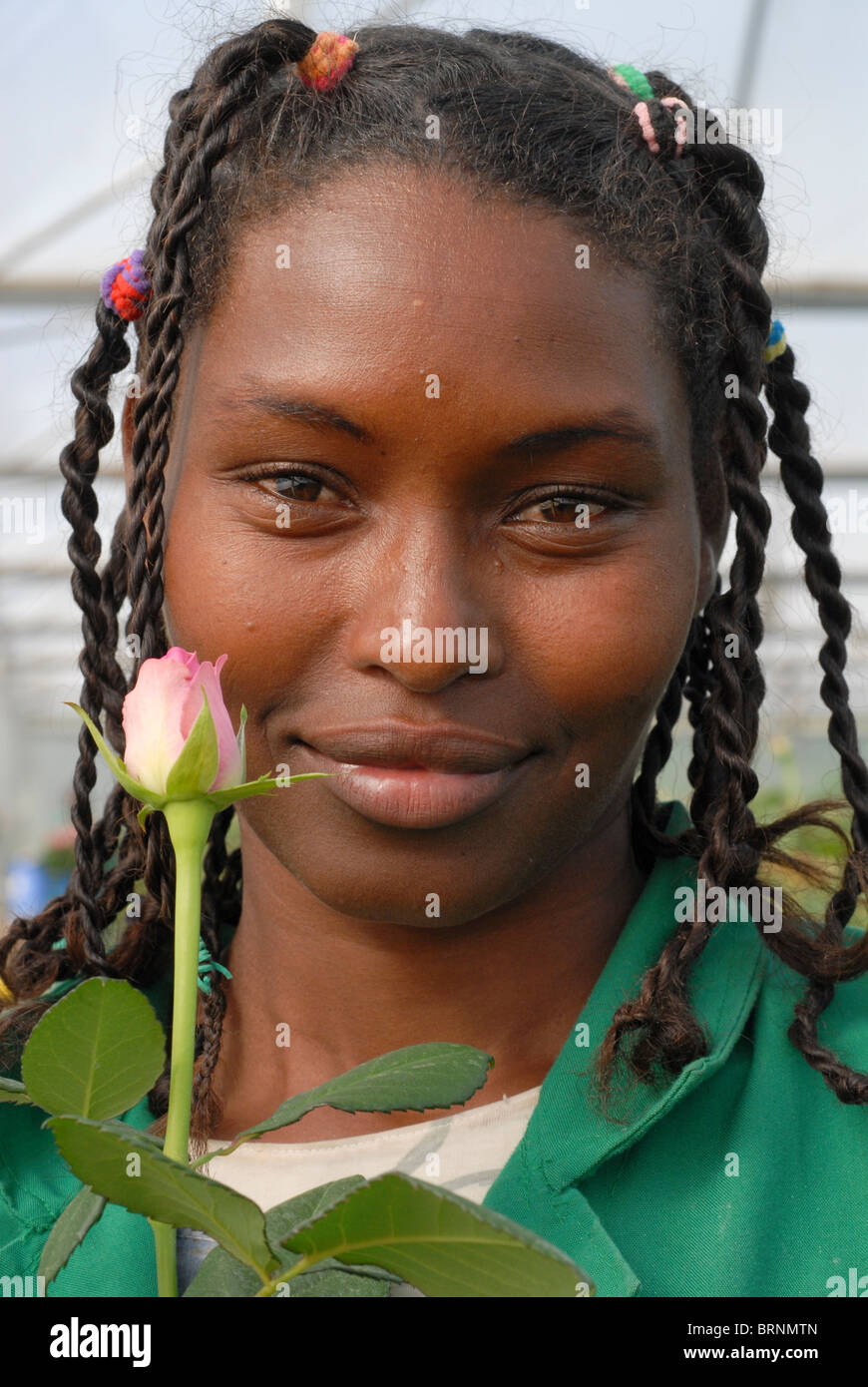 Africa Tanzania, rose flower cultivation in green house at FLP flower ...