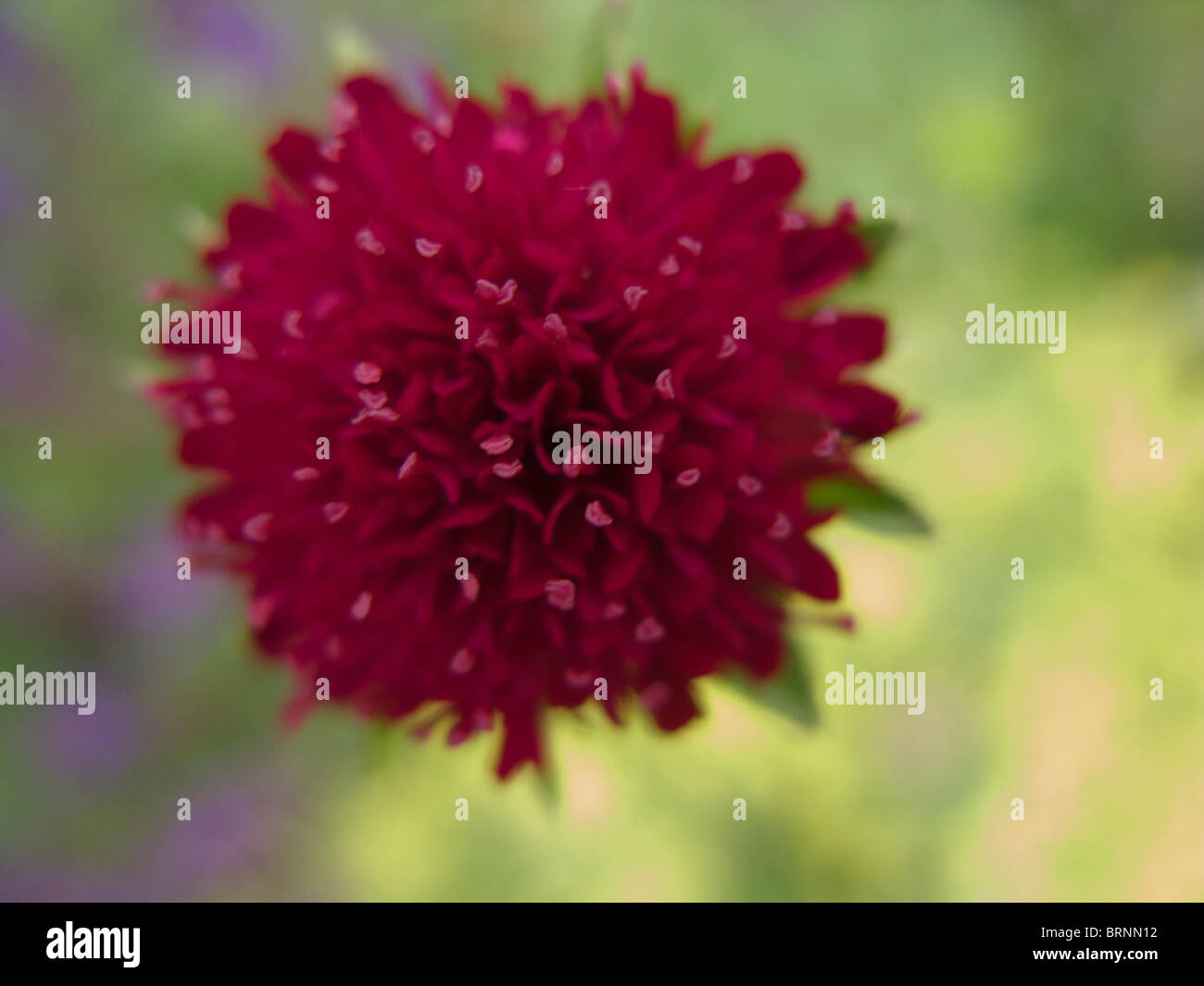 close up detail single flower in a garden Stock Photo - Alamy