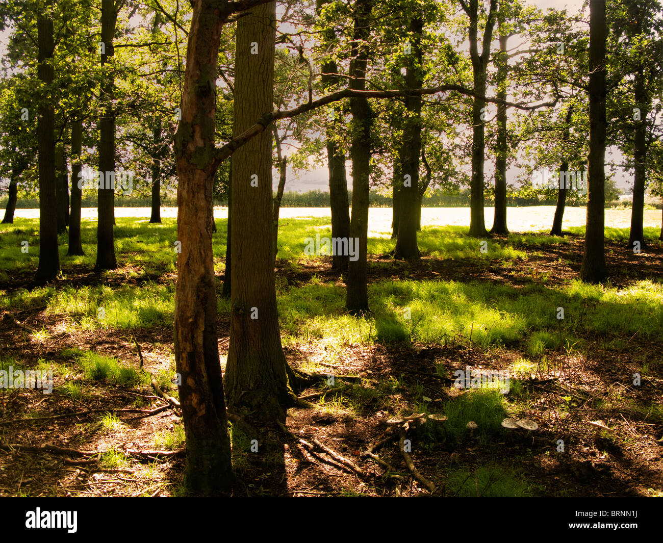 Light coming through trees hi-res stock photography and images - Alamy