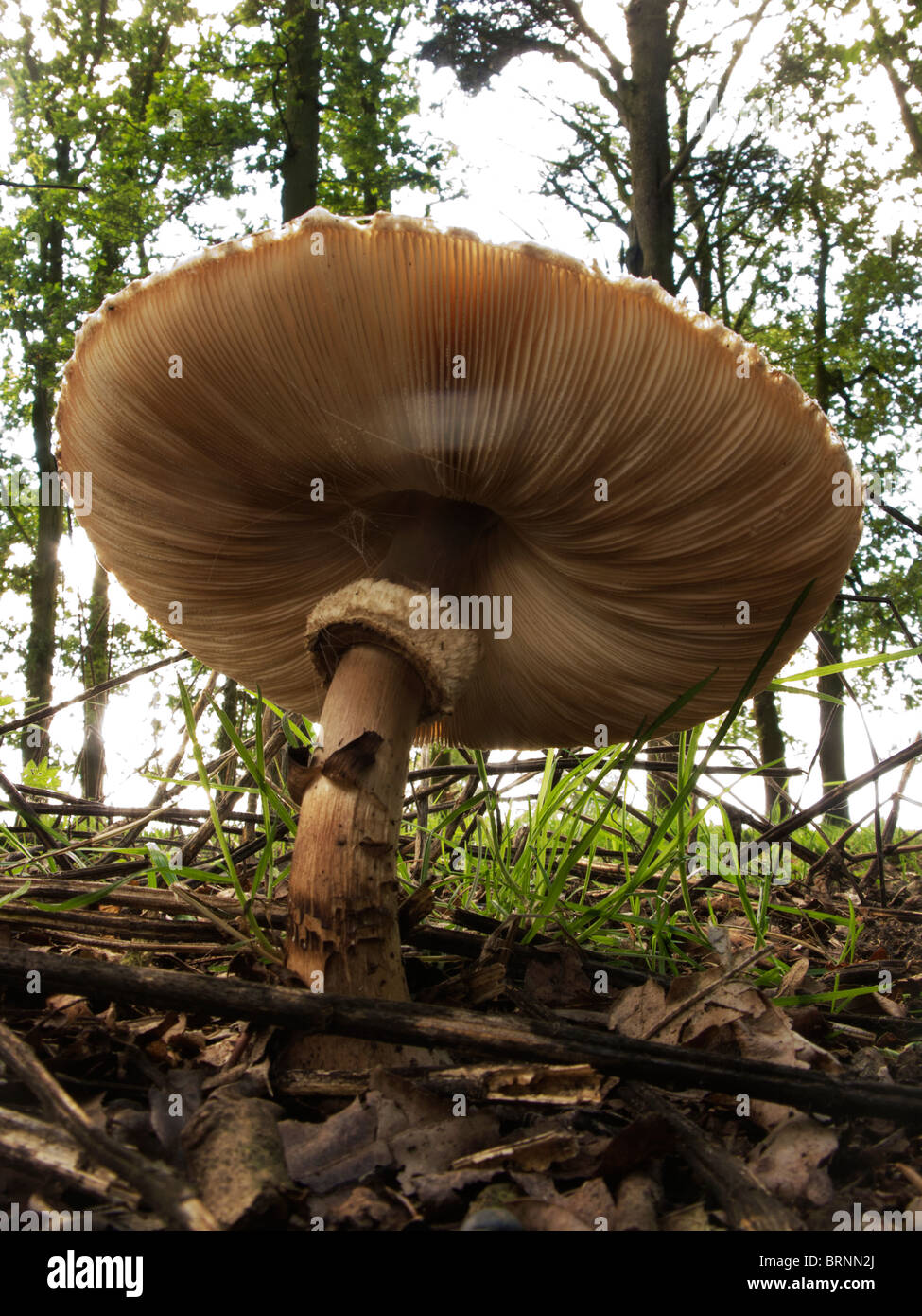 wild mushrooms growing in a forest Stock Photo - Alamy