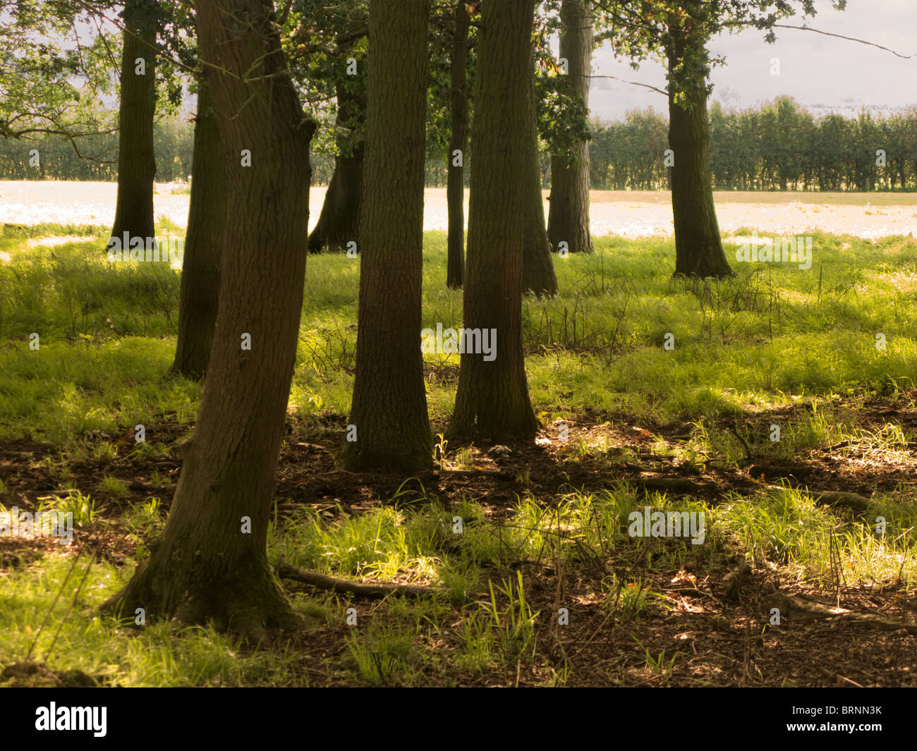 Light coming through trees hi-res stock photography and images - Alamy