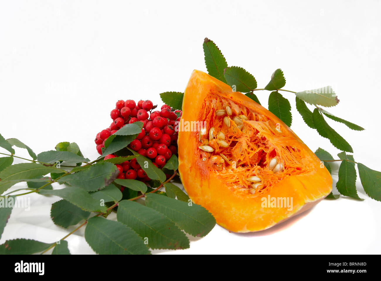 Pumpkin with the branch of wild ash Stock Photo - Alamy