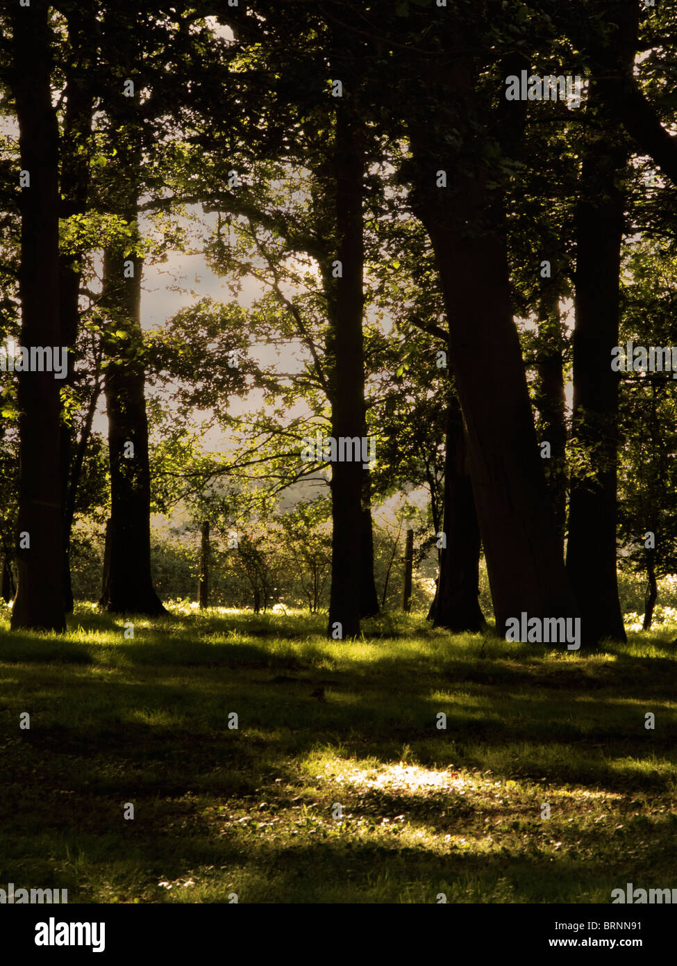 sun light coming through the trees Stock Photo - Alamy