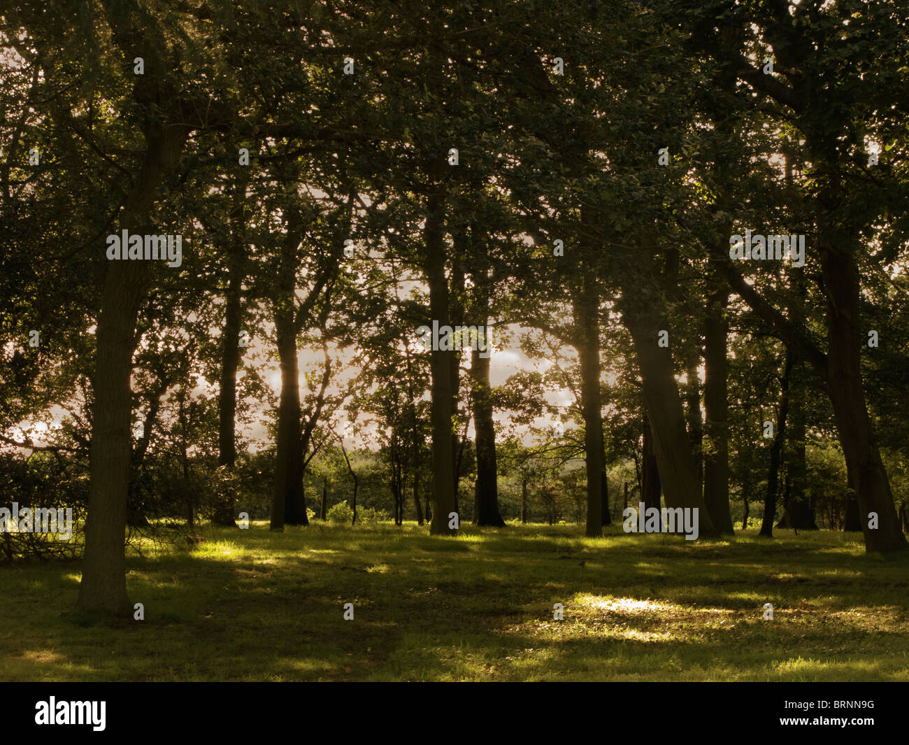 sun light coming through the trees Stock Photo - Alamy