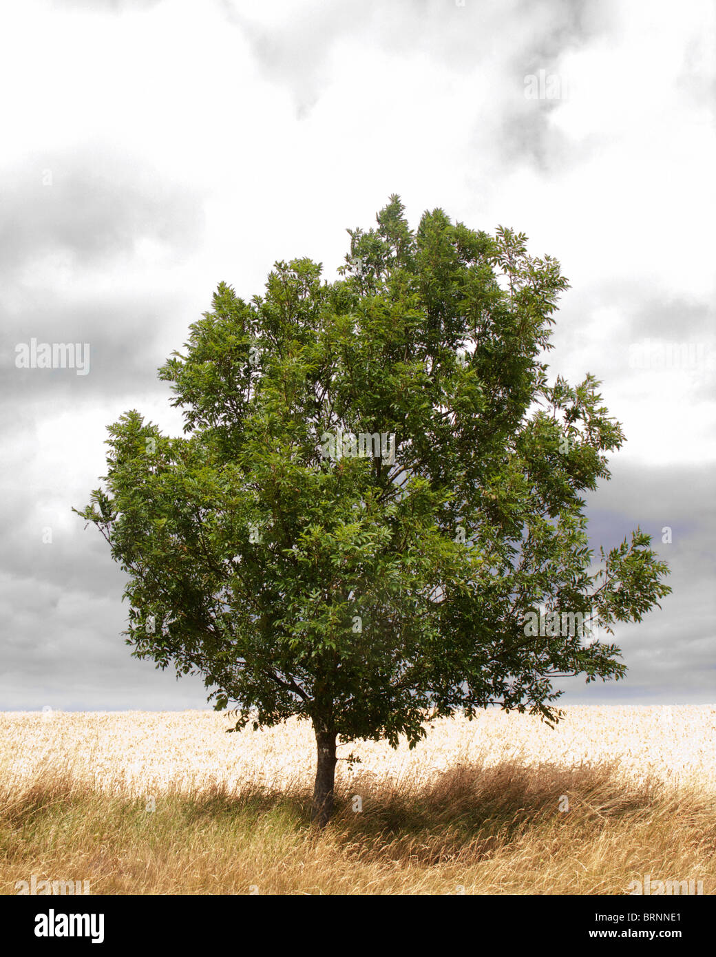 single green tree on white background ready for a cut out Stock Photo ...