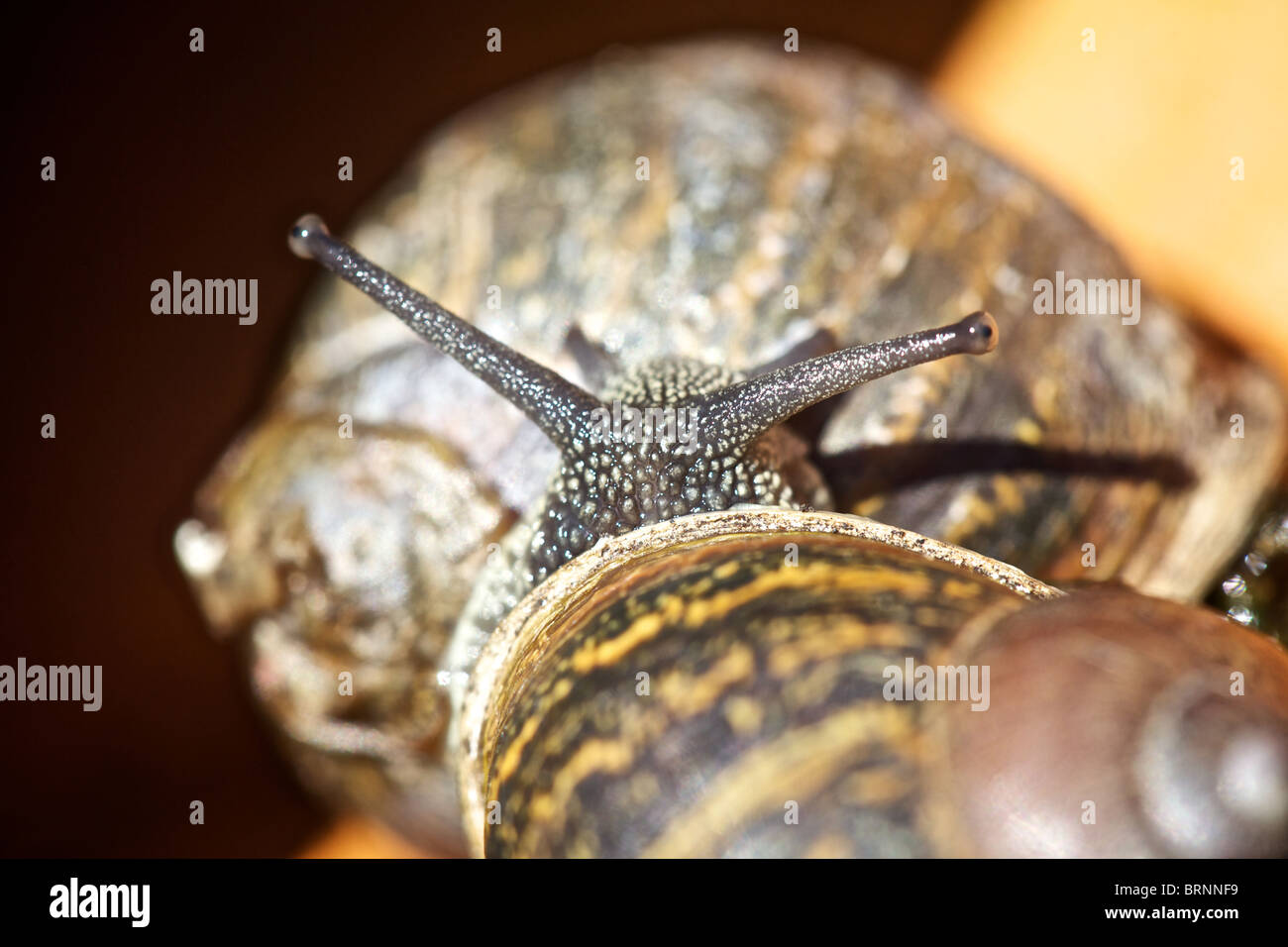 Two snails hi-res stock photography and images - Alamy