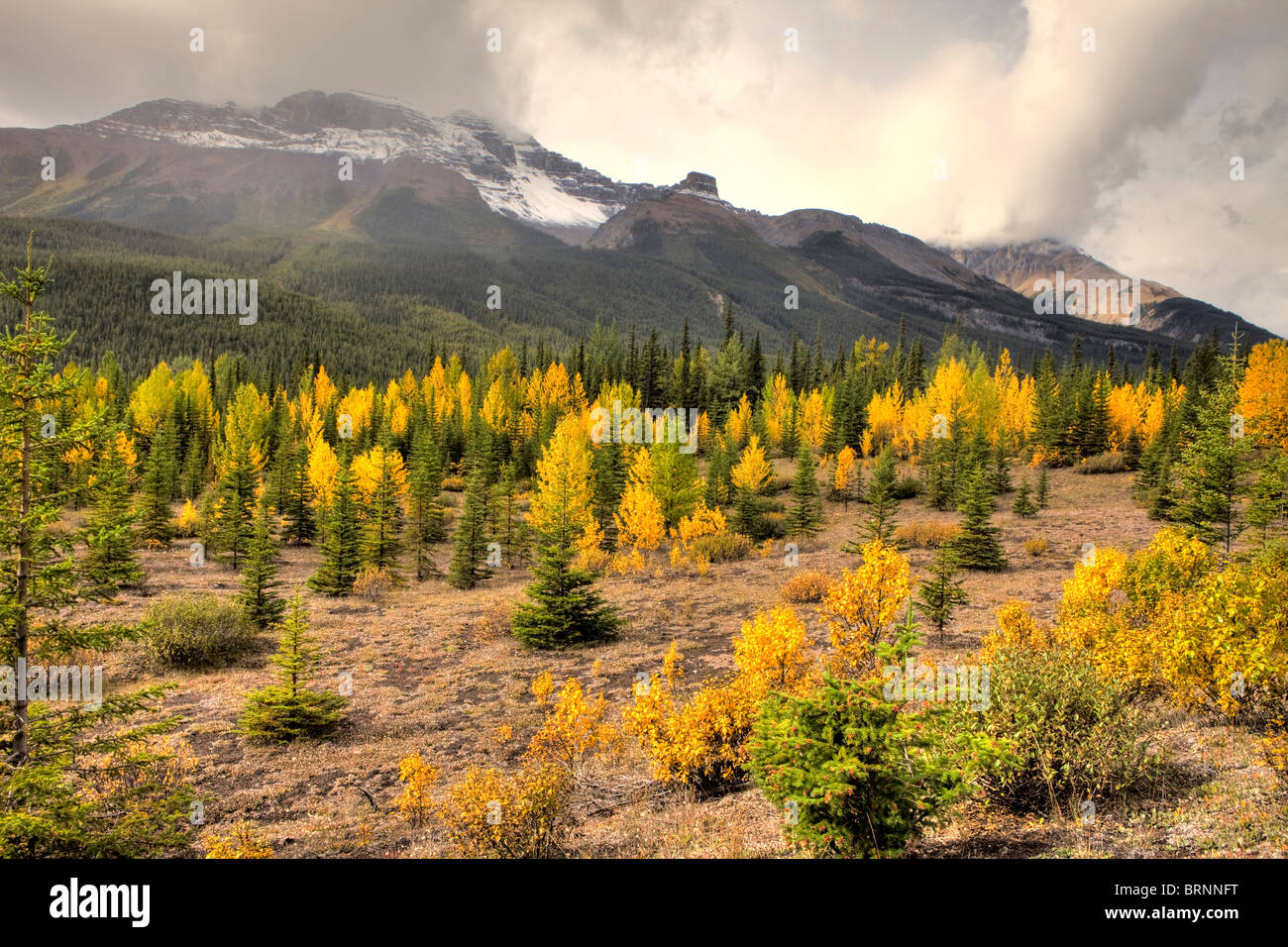 Silt Laden Delta, Northern Banff National Park, Alta, Canada Stock ...