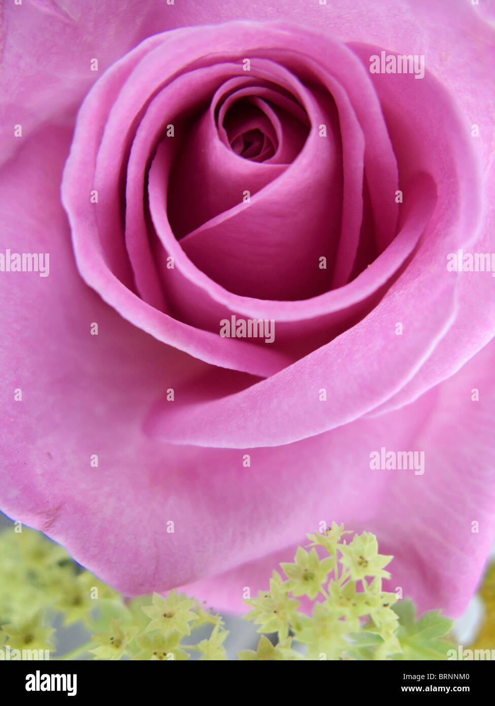 close up detail image of a single rose Stock Photo - Alamy