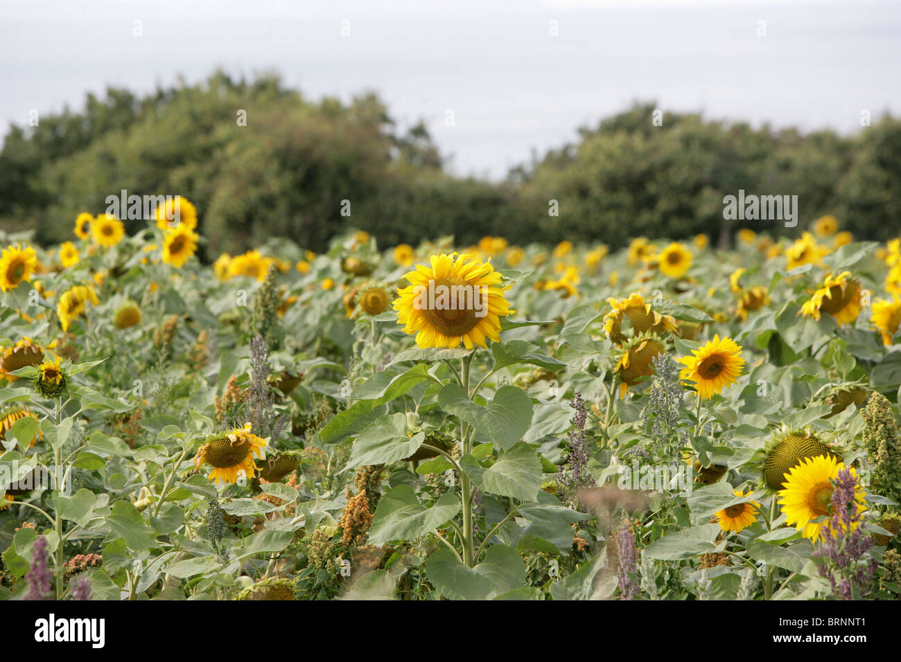 Scenes from Jersey in the Channel Islands, taken Sept 2010. Countryside ...